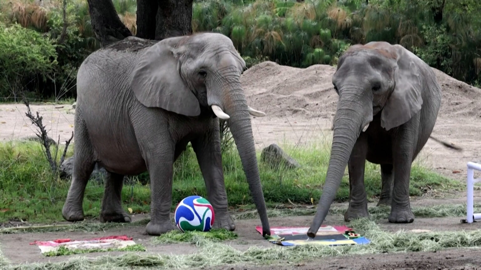 Mexico Zoo Animals Make Unconventional Predictions for 2026 FIFA World ...